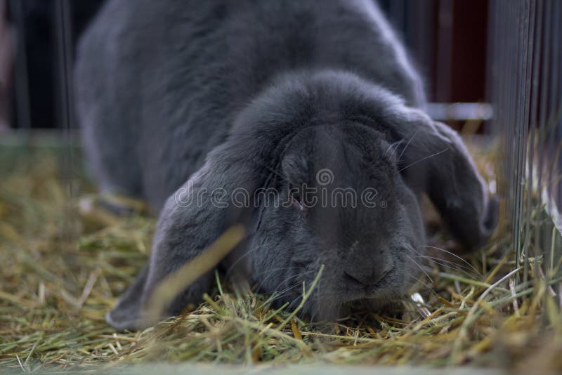 Big Gray Rabbit in the Cage Stock Photo - Image of hutch, agriculture ...