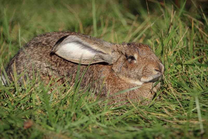Big gray rabbit stock photo. Image of grass, mammal - 181553188