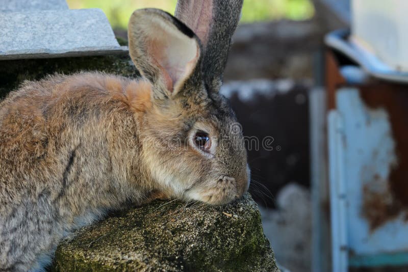 Big gray rabbit stock image. Image of closeup, nature - 181553115