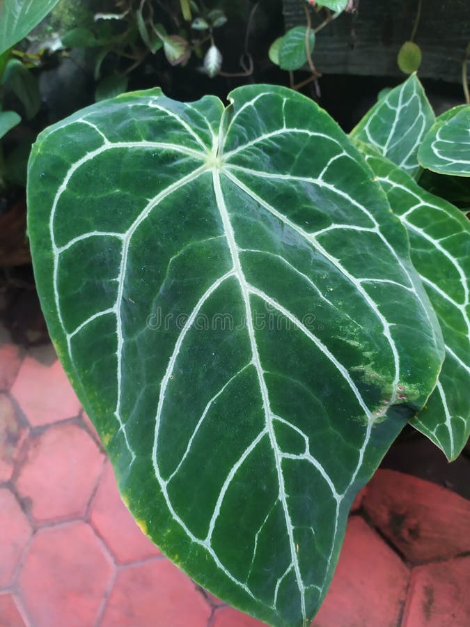 The Big and Green Anthurium Magnificum Stock Photo - Image of garden ...