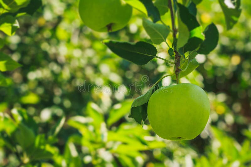 Big Green Apple on the Branch Stock Photo - Image of apple, people ...