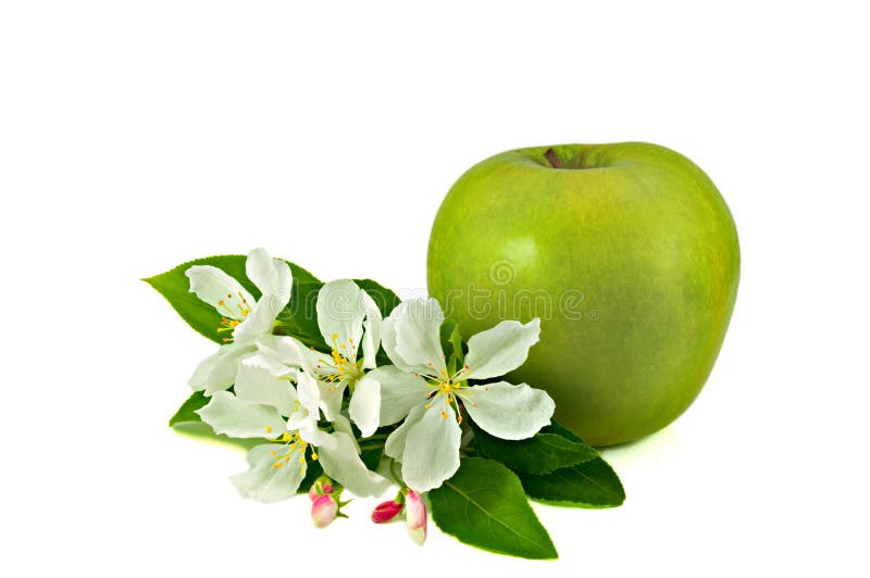 Big Green Apple with Small Bunch of Apple-tree Flowers Stock Image ...