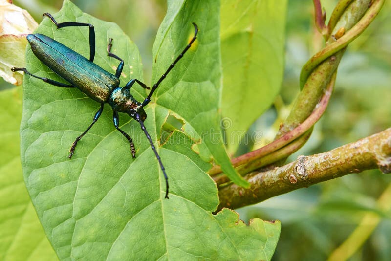 Big Green Beetle on Green Foliage in a Forest Stock Photo - Image of ...