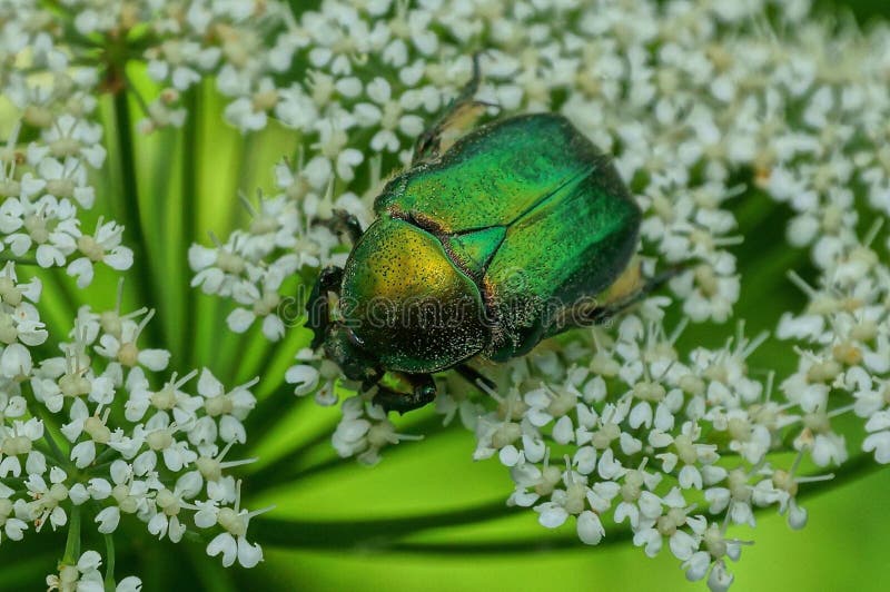 Big Green Beetle Sits on a White Wild Flower in Nature Stock Photo ...