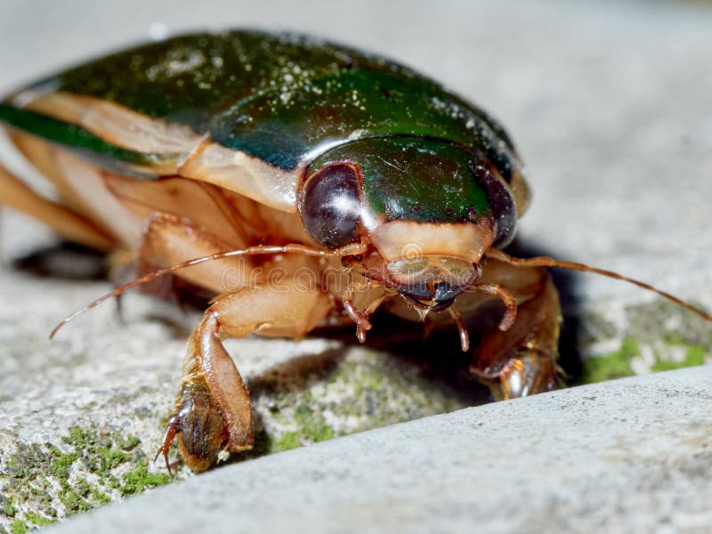 Big green beetle stock image. Image of garden, pest, insects - 77220649