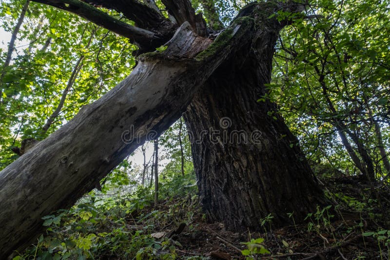 Big Green Broken Tree Branch. Broken Tree on a Sunny Summer Day Stock ...