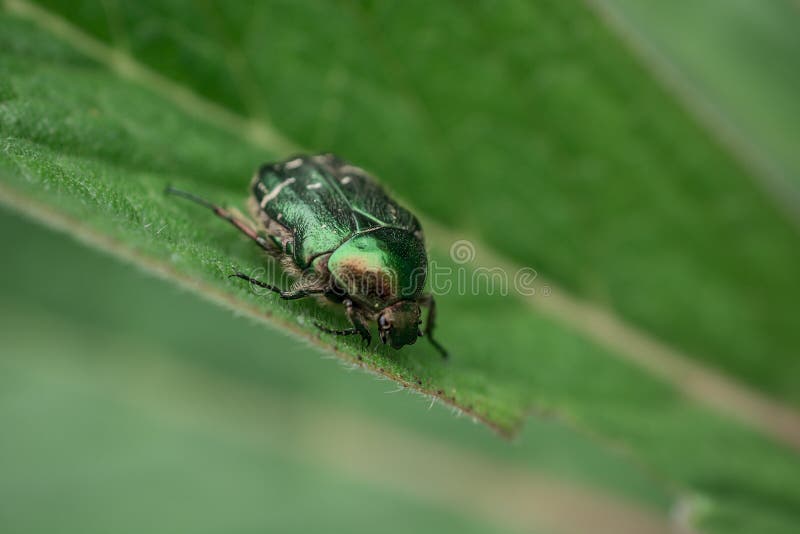 Big Green Bug Collect Pollen on Leave in Garden Stock Image - Image of ...
