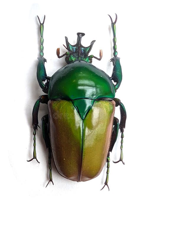 Big green bug isolated stock photo. Image of shiny, white - 369293196