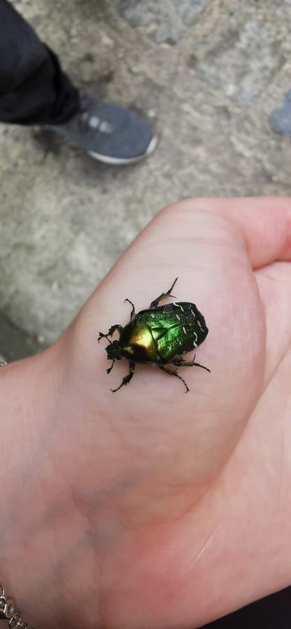 Big green bugs stock photo. Image of insect, amphibian - 267795852