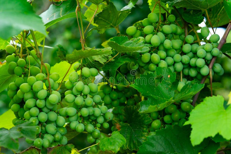 Big Green Bunches of Grapes are Ripening on the Vine Stock Image ...