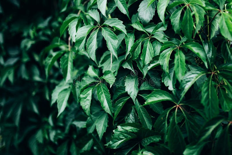Big Green Bush with Large Leaves, Beautiful Green Bush Background Stock ...