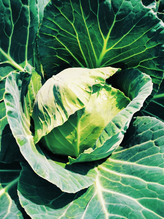 Big Green Cabbage from Ecological Farm Green Natural Light Fresh Stock ...