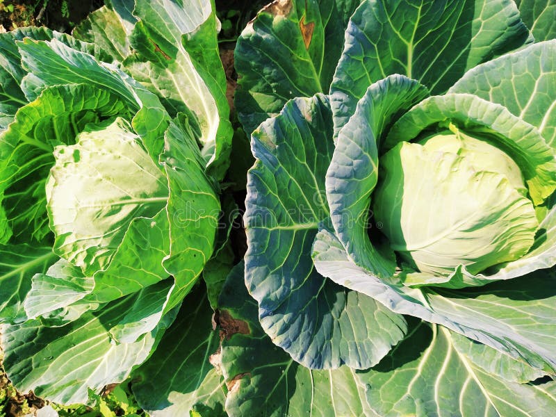 Big Green Cabbage from Ecological Farm Green Natural Light Fresh Two ...