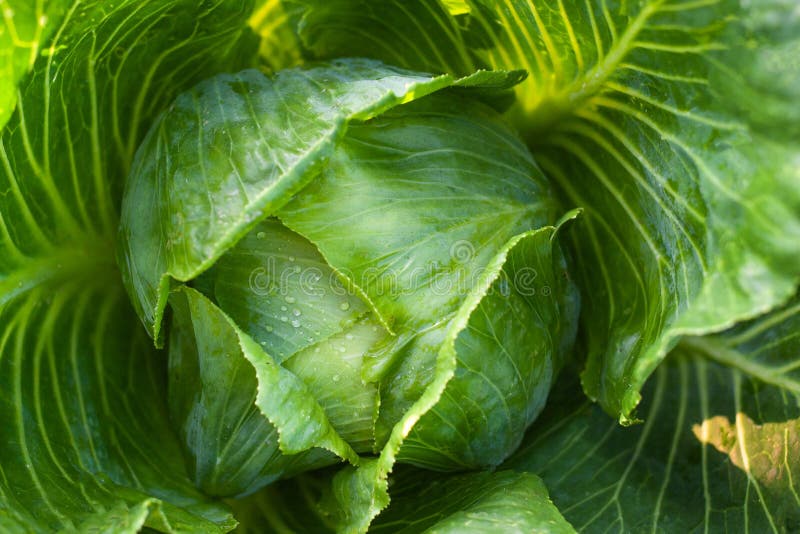 Big Green Cabbage in the Garden. Cabbage Grown in the Field is Ready ...
