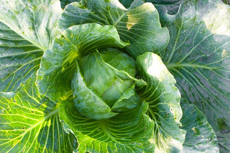 Big Green Cabbage in the Garden. Cabbage Grown in the Field is Ready ...