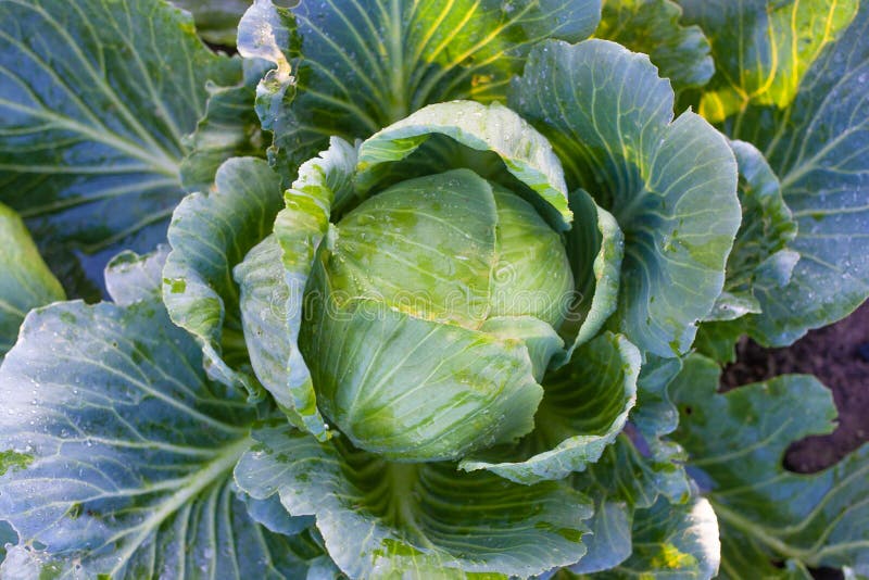 Big Green Cabbage in the Garden. Cabbage Grown in the Field is Ready ...