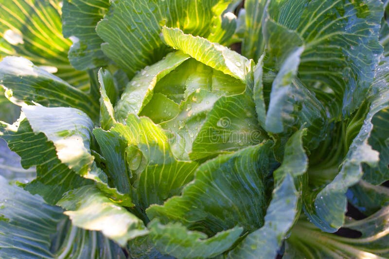 Big Green Cabbage in the Garden. Cabbage Grown in the Field is Ready ...