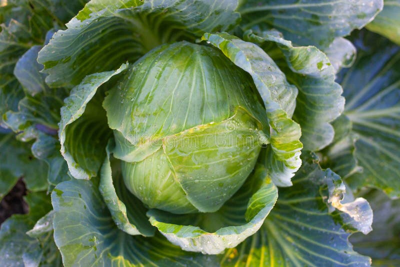 Big Green Cabbage in the Garden. Cabbage Grown in the Field is Ready ...