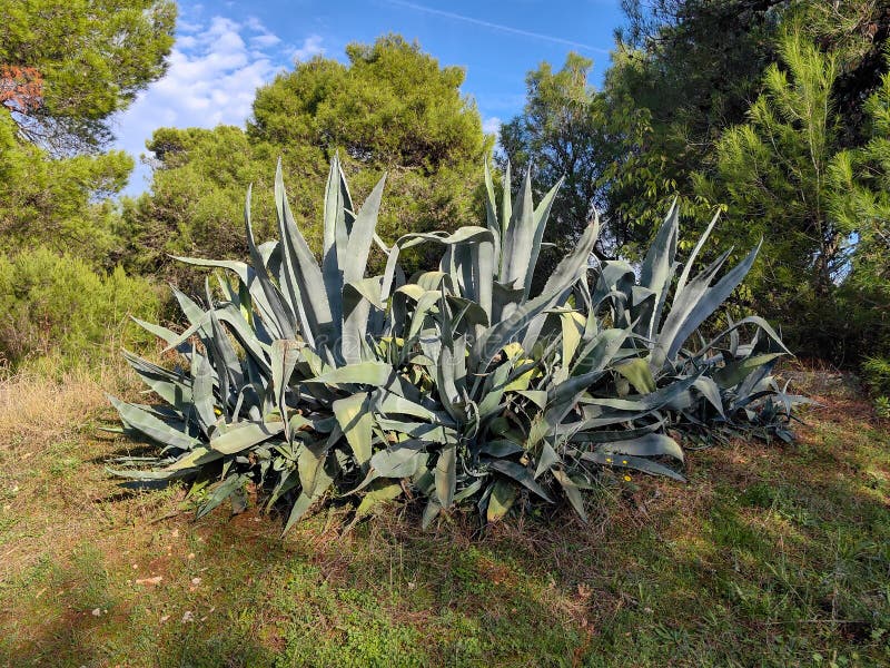 Big green cactus bush stock image. Image of agriculture - 329521585