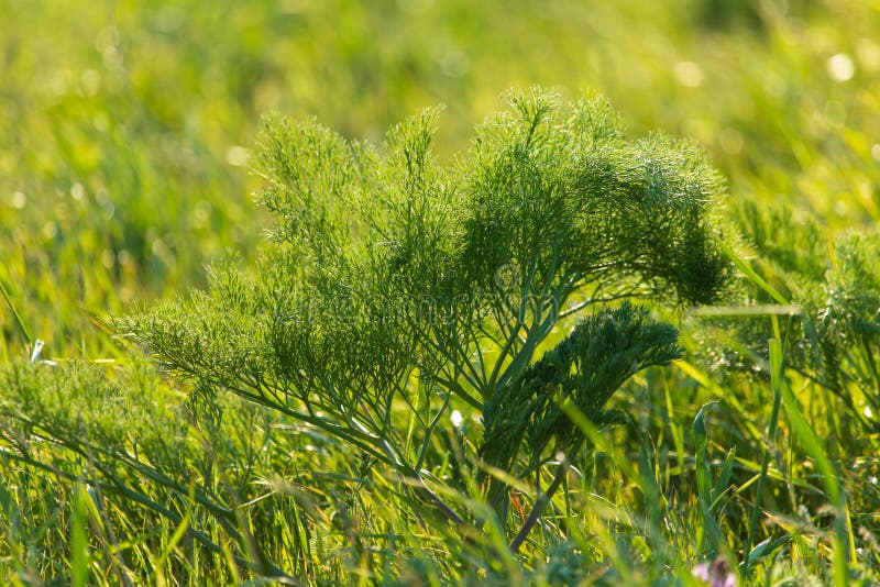 Big Green Carrot Leaves in the Grass in Nature Stock Photo - Image of ...