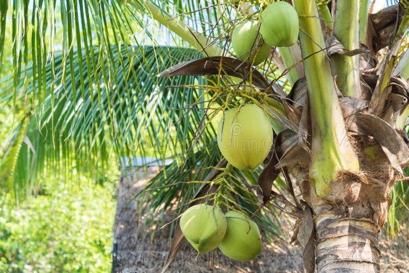 Big green coconut on tree. stock photo. Image of leaf - 115202636