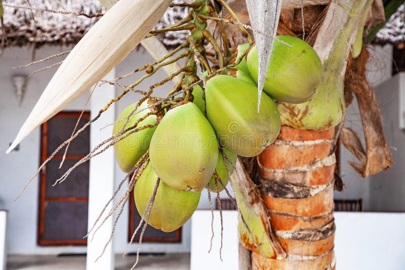 Big Green Coconuts on the Palm Tree Stock Image - Image of organic ...