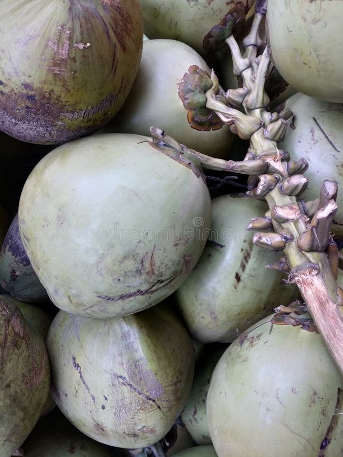 Big Green Coconutswallpaper Stock Photo - Image of tree, green: 239406126