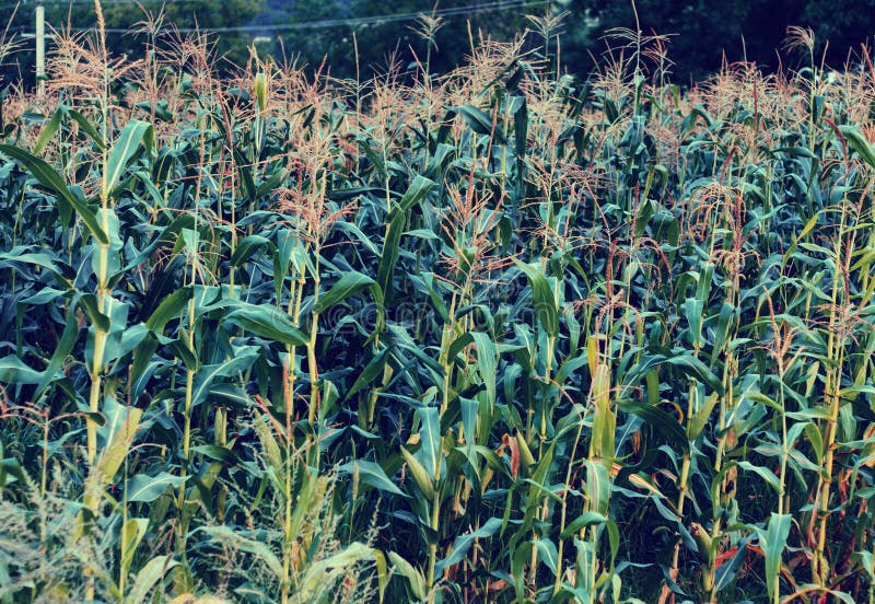 Big green corn field stock photo. Image of food, modern - 124935104