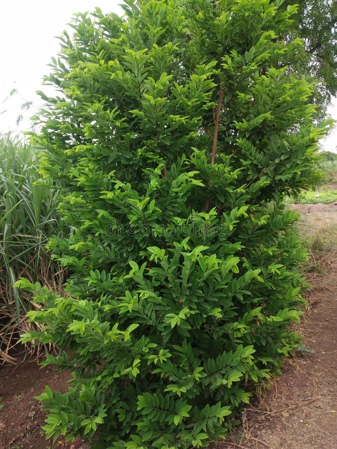 Big Green Custard Apple Tree at the Forest Stock Image - Image of herb ...