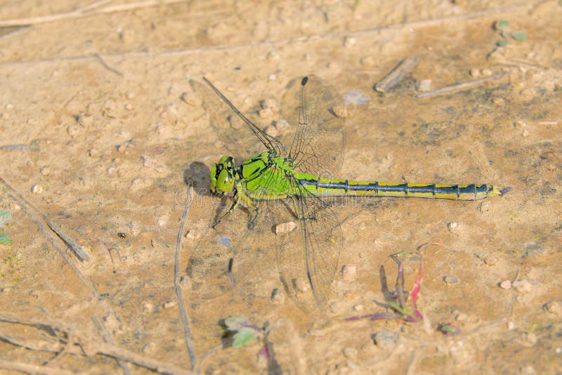 Big green dragonfly stock photo. Image of green, large - 254905694