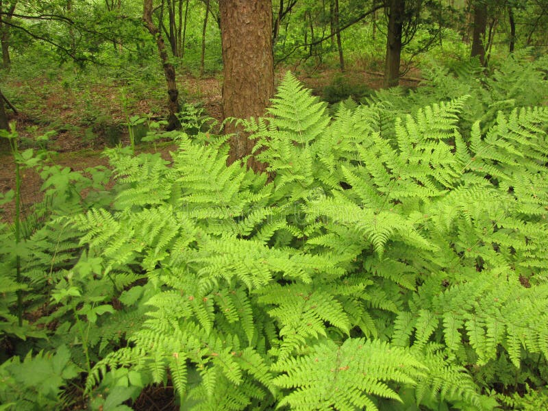 A Big Green Eagle Fern and Trees in the Forest in Springtime Stock ...