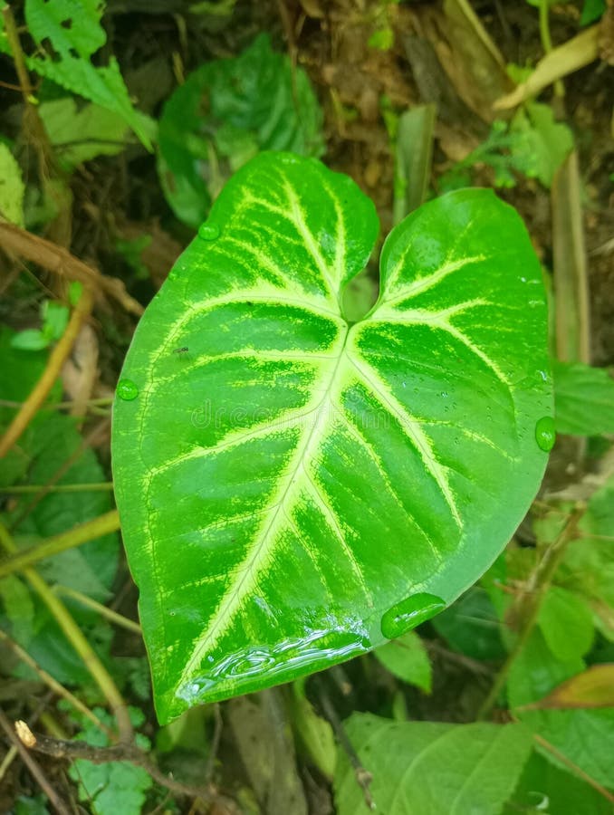 Big Green Elephant Ear Leaf Facing the Sunshine Stock Image - Image of ...