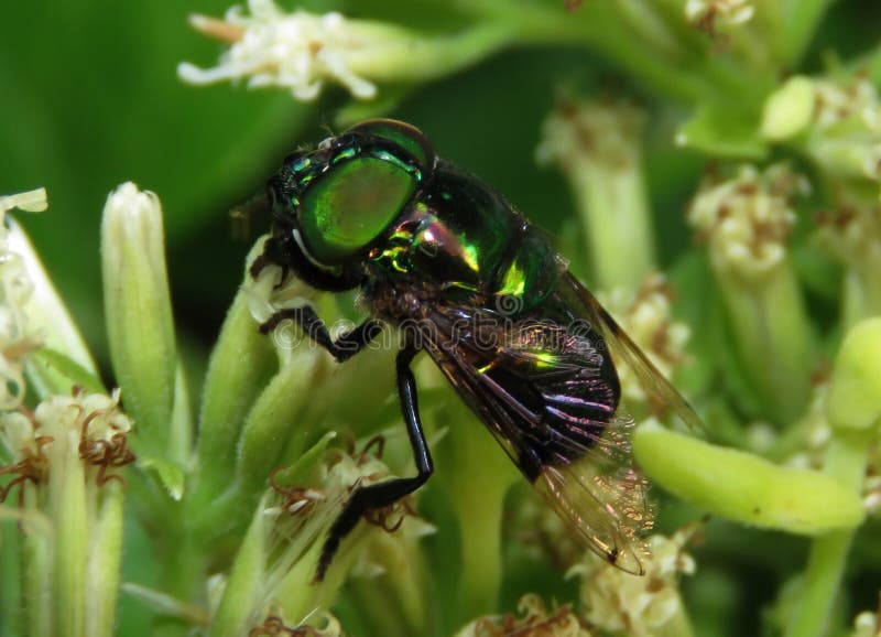 Big Green Eyes of Colored Fly. Stock Image - Image of focus, macro ...
