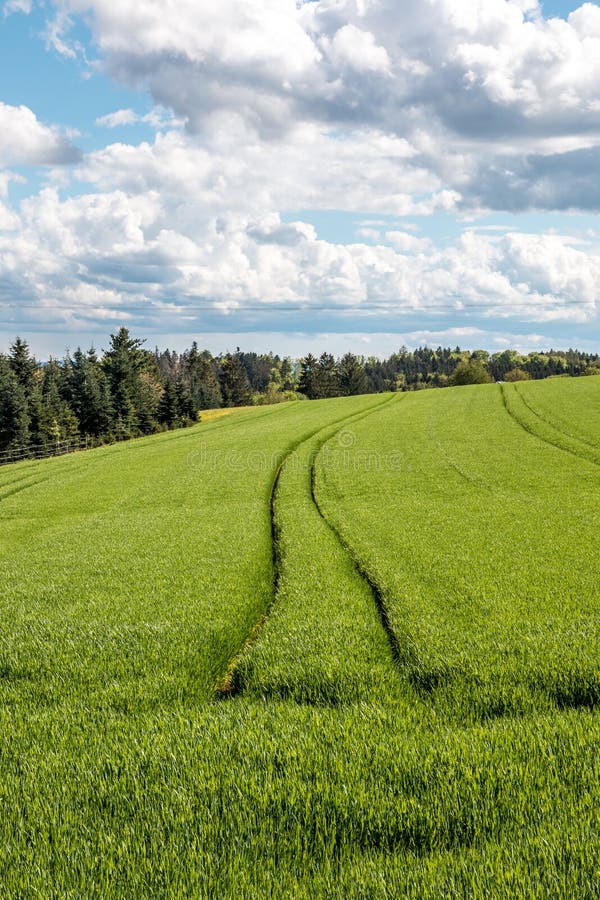 Big Green Fields of Fertile Soil and Green Grain and the Blue Sky with ...