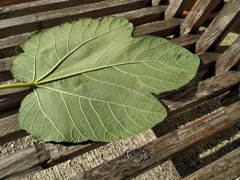 A Big Green Fig Leaf on a Wooden Bench Stock Photo - Image of green ...