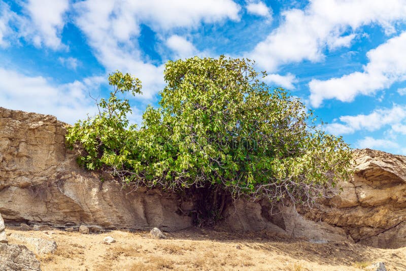 Big Green Fig Tree on the Rock Slope Stock Image - Image of leaf ...