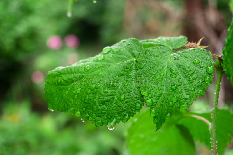Big Green Fresh Leaf in the Rain 1 Stock Image - Image of leaf, light ...