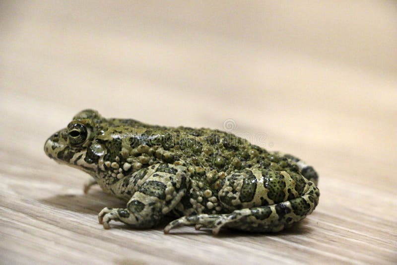 Big Green Frog on Colored Background. Spotted Swamp Toad, with Large ...