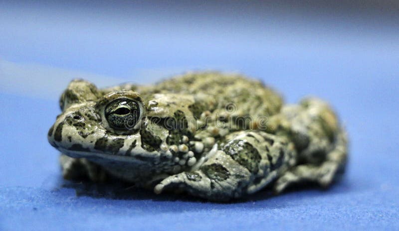 Big Green Frog on Colored Background. Spotted Swamp Toad, with Large ...