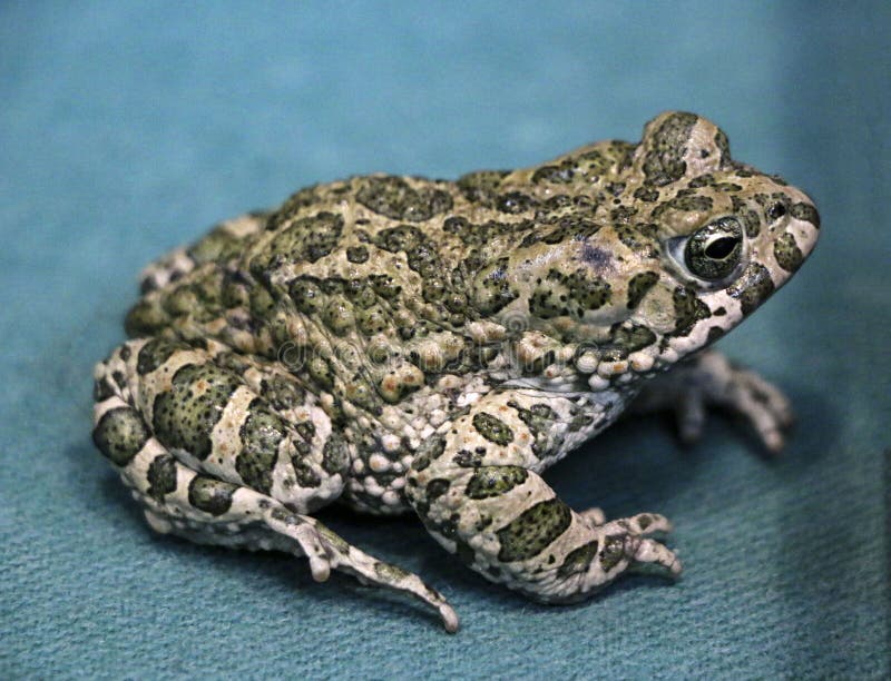 Big Green Frog on Colored Background. Spotted Swamp Toad, with Large ...