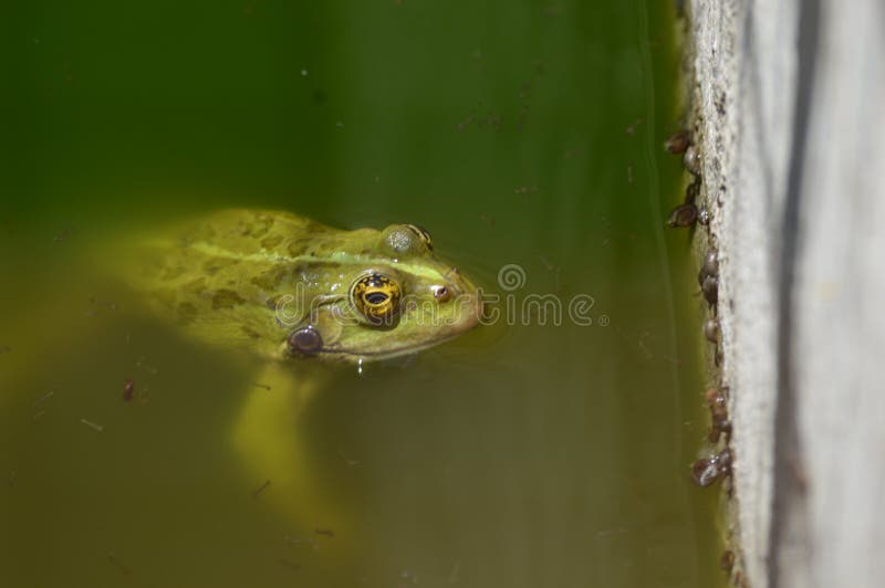Big green frog in the lake stock image. Image of lake - 259856633