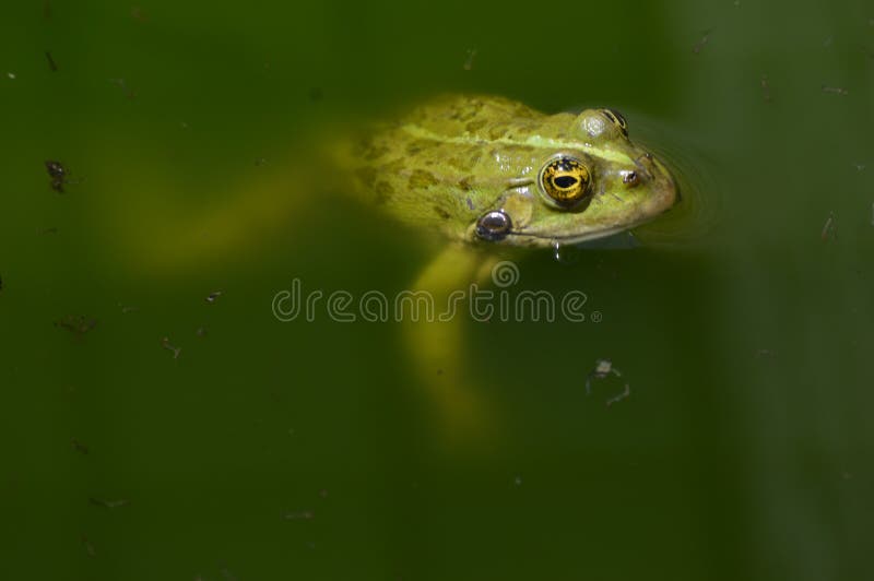 Big green frog in the lake stock photo. Image of lake - 259856638