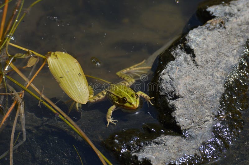 Big green frog in the lake stock photo. Image of nature - 259856652