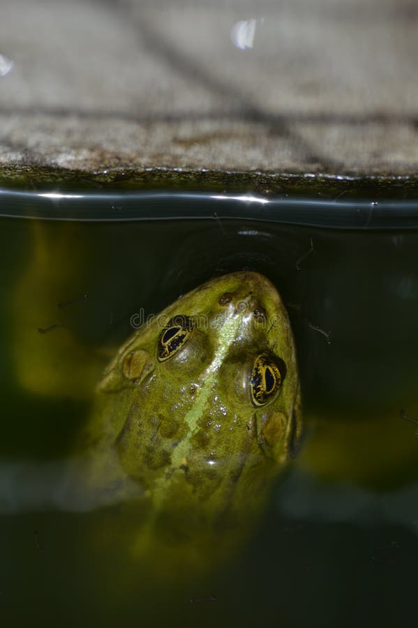 Big green frog in the lake stock photo. Image of nature - 259856666