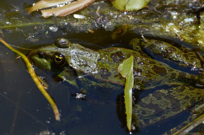 Big green frog in the lake stock photo. Image of lake - 259856684