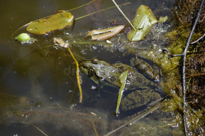 Big green frog in the lake stock image. Image of lake - 259856691