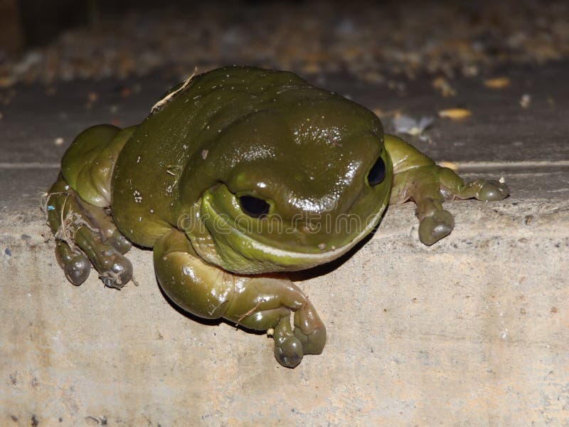 Green Frog at night stock photo. Image of behind, hanging - 119596114