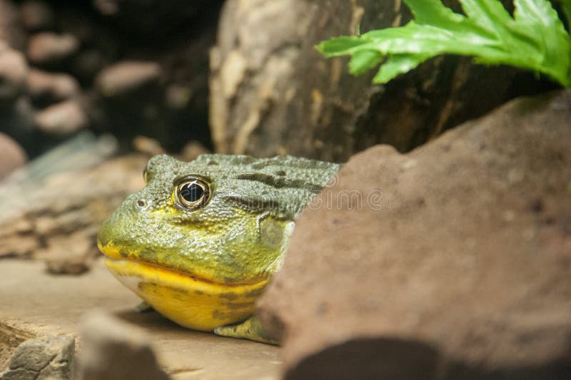 Big green frog stock image. Image of fauna, frog, nature - 76938623