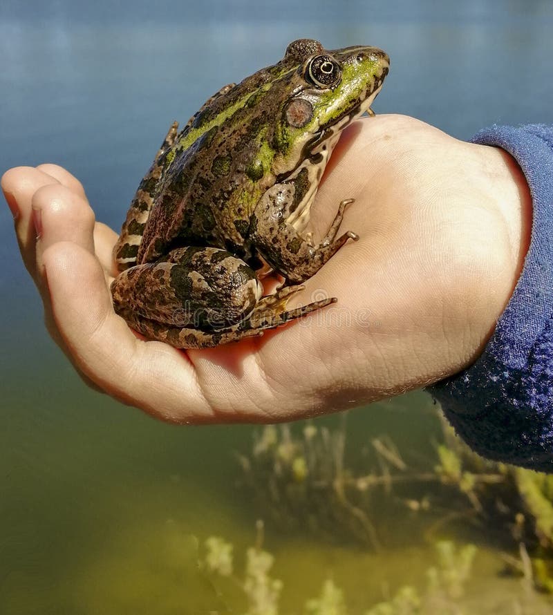 A Big Green Frog Sits on the Palm of a Man Stock Photo - Image of sits ...