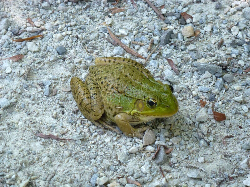 Green Frog stock image. Image of green, frog, color - 153770427